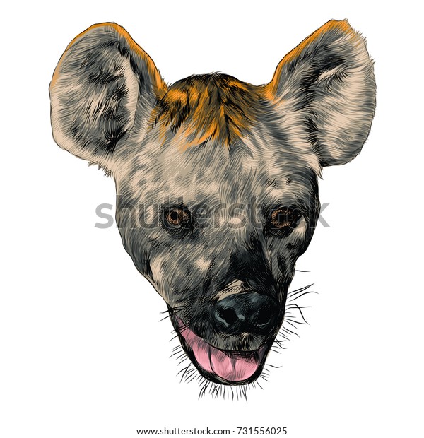 Hyena Sketch Head Vector Graphics Color: เวกเตอร์สต็อก (ปลอดค่า ...