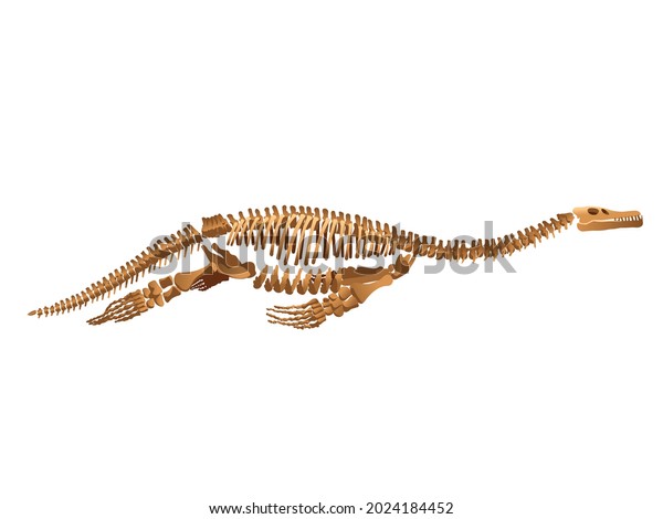 Ichthyosaur Skeleton On White Background Stock Vector (Royalty Free ...
