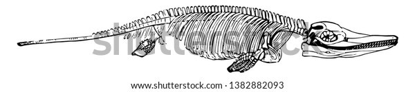 Ichthyosaurus Genus Ichthyosaurs Vintage Line Drawing Stock Vector ...