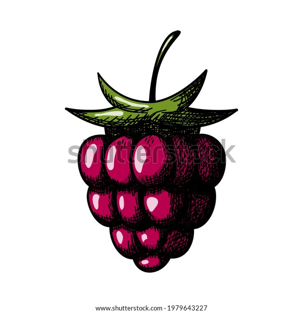 Icon Raspberry Hand Drawn Sketch Design Stock Vector (Royalty Free ...