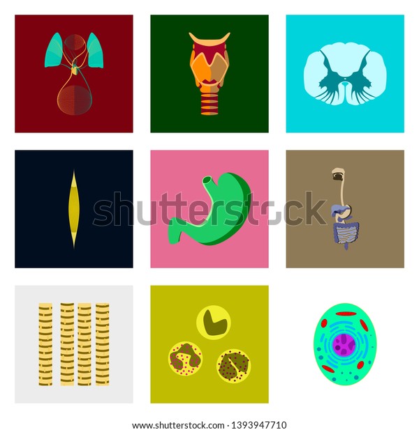 Icons Set Flat Style Human Biology Stock Vector (Royalty Free ...