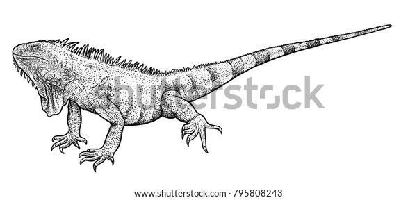 Iguana Illustration Drawing Engraving Ink Line Stock Vector (Royalty ...