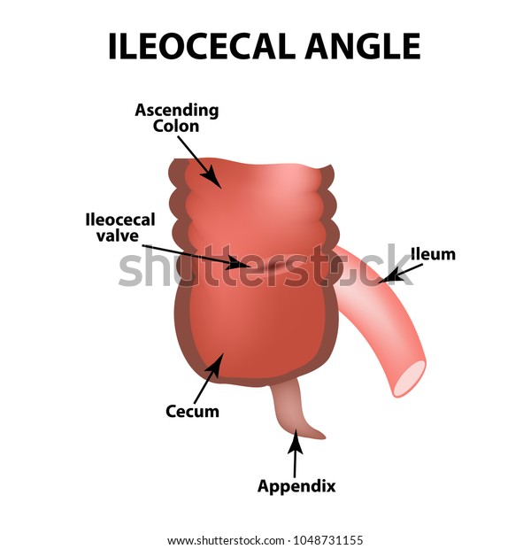 Ileocecal Angle Ileocecal Valve Bauginiev S Stock Vector (Royalty Free ...
