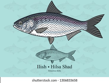 788 Shad Stock Illustrations, Images & Vectors | Shutterstock