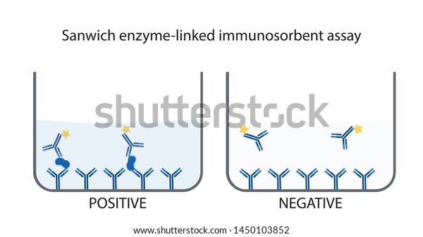 Illusration Vector Immunoassay Method Scientific Work Stock Vector ...