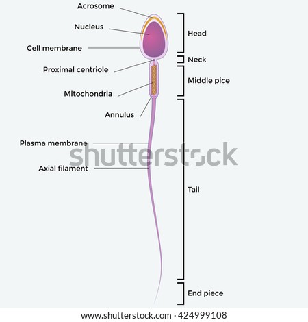 Illustartion Showing Structure Sperm Cell Image vectorielle de stock ...
