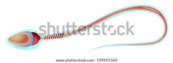Illustartion Showing Structure Sperm Cell Stock Vector (Royalty Free ...