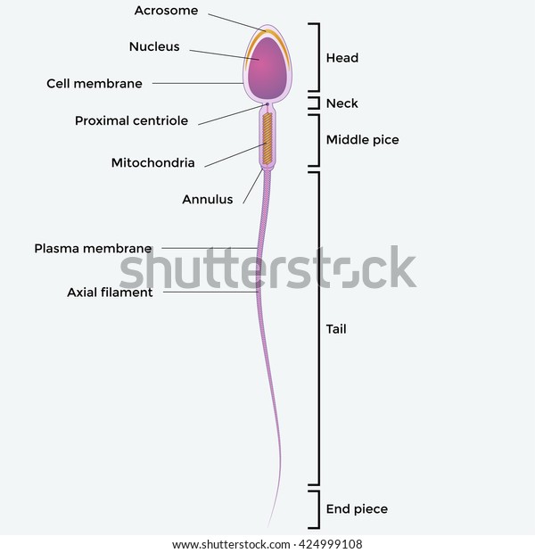 Sperm Cell Labeled Diagram Stock Vector Royalty Free