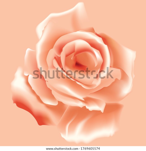 Illustartion Vector Peach Rose Realistic Colour Stock Vector (Royalty ...