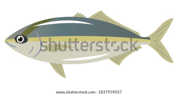 Illustration Amberjack On White Background Stock Vector (Royalty Free ...