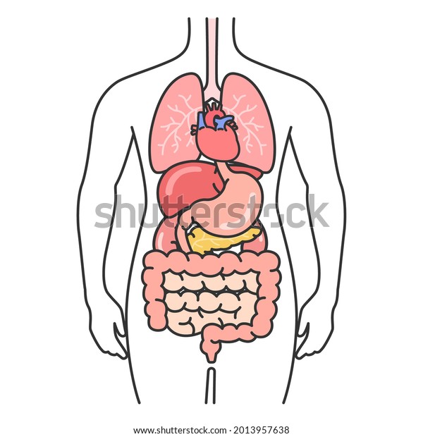 Illustration Anatomical Chart Human Body Stock Vector (Royalty Free ...