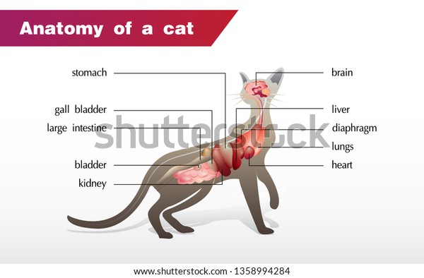 Illustration Anatomy Cat Stock Vector (Royalty Free) 1358994284