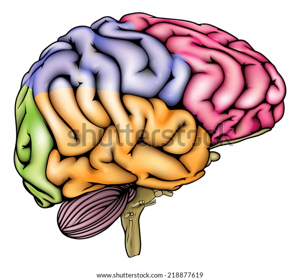 Illustration Anatomy Diagram Anatomically Correct Human Stock Vector ...