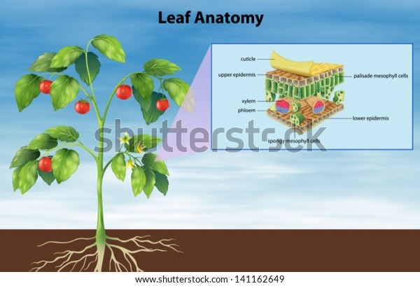 Illustration Anatomy Leaf Stock Vector (Royalty Free) 141162649 ...