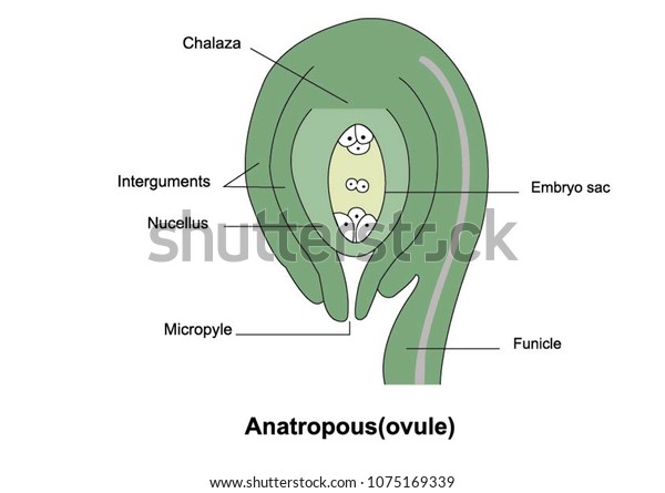 4 imágenes de Anatropous - Imágenes, fotos y vectores de stock ...