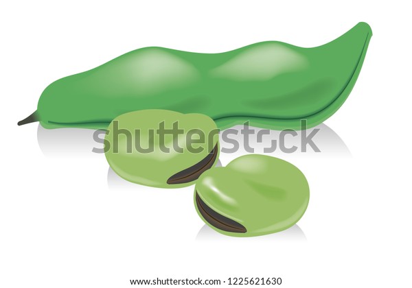Illustration Beanstalk Illustration Vegetables Vector Illustrations ...