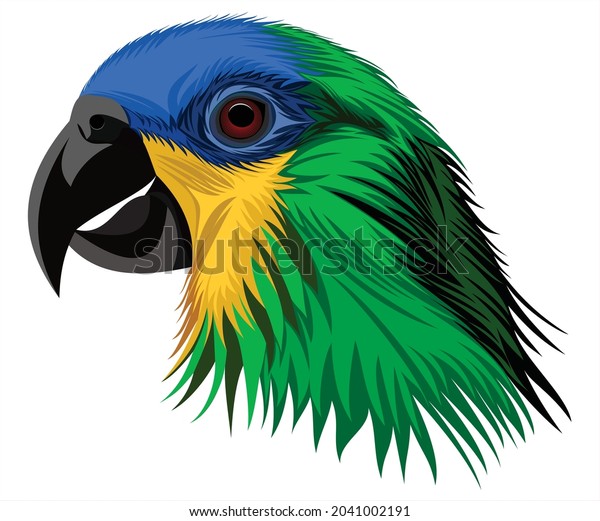 Illustration Bird Vector Beautiful Color Stock Vector (Royalty Free ...