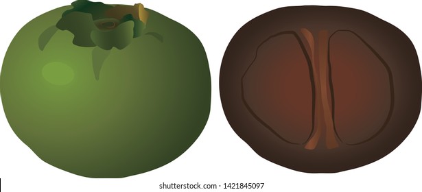 Illustration Black Sapote Stock Vector (Royalty Free) 1421845097 ...