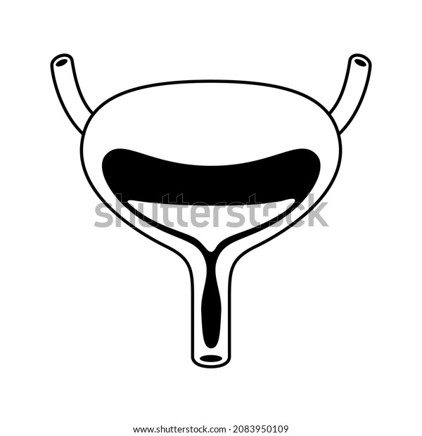 Illustration Bladder Internal Organ Human Body Stock Vector (Royalty ...