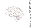140,391 Brain Outline Royalty-Free Images, Stock Photos & Pictures ...