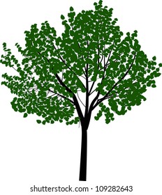 Illustration Broadleaved Tree Isolated On White Stock Vector (Royalty ...