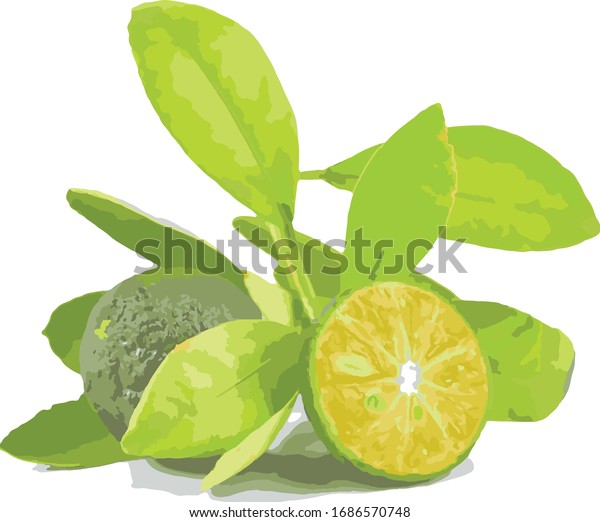 Illustration Calamansi On White Background Stock Vector (Royalty Free ...