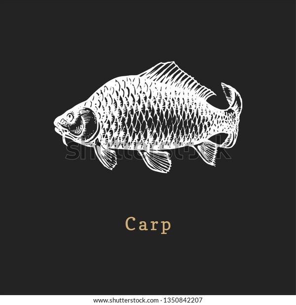 Illustration Carp On Black Background Fish Stock Vector (Royalty Free ...