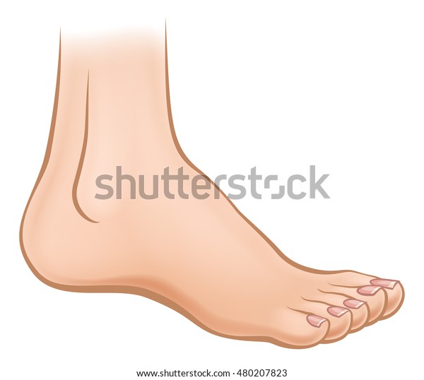Illustration Cartoon Human Foot: เวกเตอร์สต็อก (ปลอดค่าลิขสิทธิ์ ...