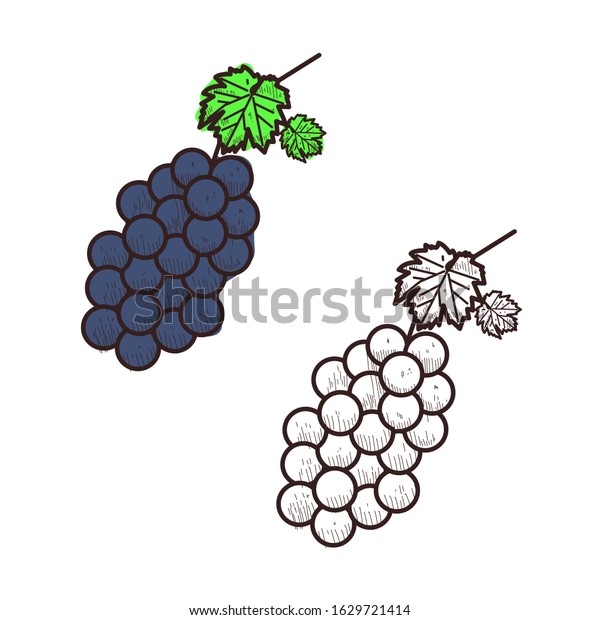 Illustration Colored Colorless Grapes Stock Vector (Royalty Free ...