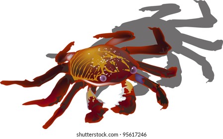 Illustration Crab Shadow Isolated On White Stock Vector (Royalty Free ...