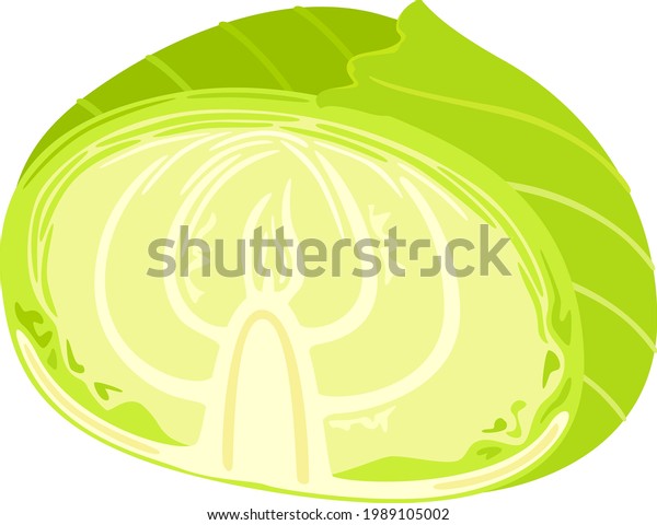 Illustration Cross Section Healthy Vegetables Cabbage Stock Vector ...