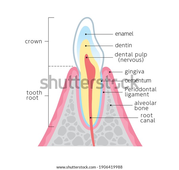 Illustration Cross Section Tooth Since Vector Stock Vector (Royalty ...