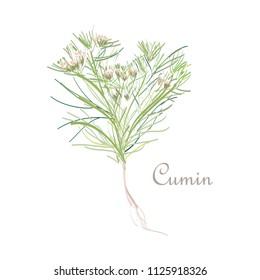 Illustration Cumin Branches Flowers Culinary Aromatic Stock Vector ...