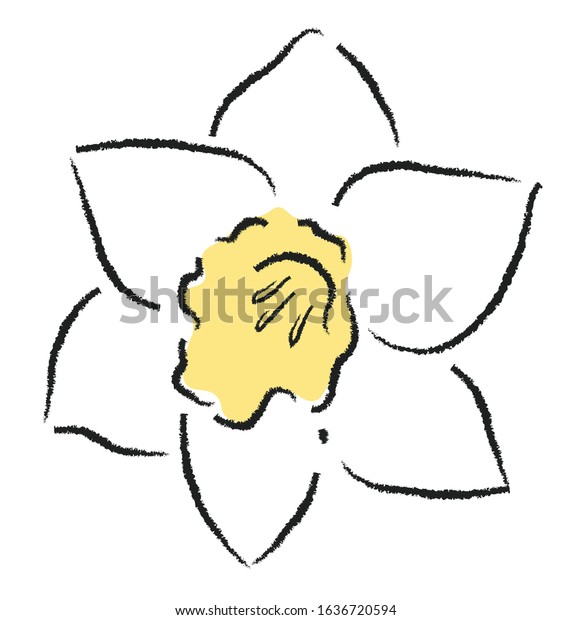 Illustration Daffodil Flower Drawn Line Work Stock Vector (Royalty Free ...