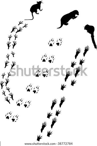 Illustration Different Animals Tracks Collection Stock-vektor ...