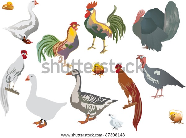 Illustration Different Farm Birds Stock Vector (Royalty Free) 67308148 ...