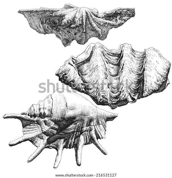 Illustration Different Realistic Seashells On White: vetor stock (livre ...
