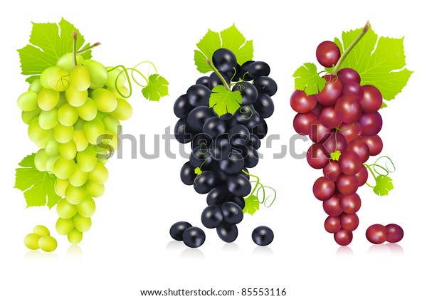 Illustration Different Variety Grape On White Stock Vector (Royalty ...