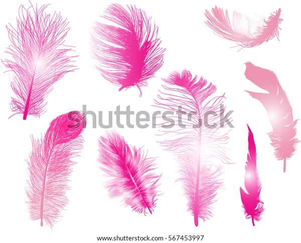 Illustration Eight Feathers Isolated On White Stock Vector (Royalty ...