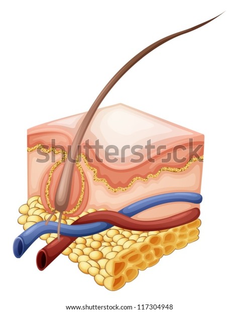 Illustration Epidermis On White Background Stock Vector (Royalty Free ...