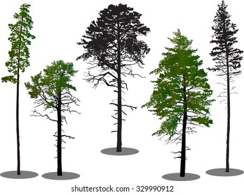 Illustration Evergreen Trees Set Isolated On Stock Vector (Royalty Free ...