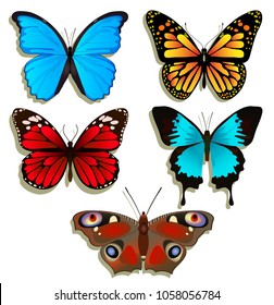 Illustration Five Types Butterflies: vetor stock (livre de direitos ...