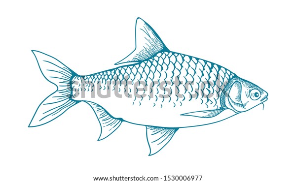 Illustration Freshwater Fish Inking: vector de stock (libre de regalías ...