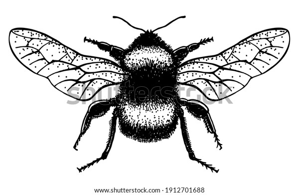 Illustration Garden Bumblebee Drawing Bumblebee Hand Stock Vector ...