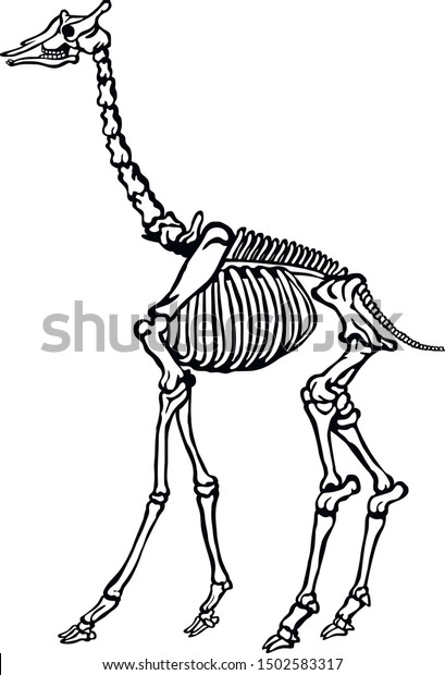 Illustration Giraffe Skeletal System On White 스톡 벡터(로열티 프리) 1502583317