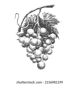 Illustration Grapes Vector Hand Drawn Stock Vector (Royalty Free ...