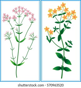 334 Yellow Centaury Images, Stock Photos & Vectors | Shutterstock