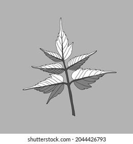 28,003 Grey Maple Leaf Images, Stock Photos & Vectors | Shutterstock