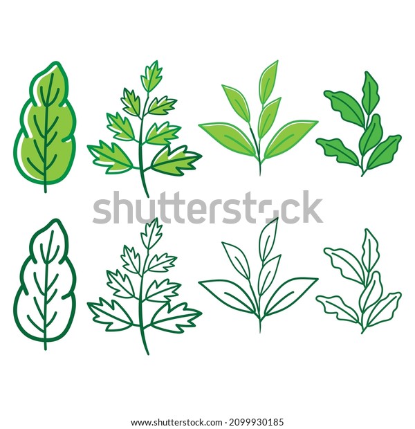 Illustration Hand Drawing Leaf Green Herbal Stock Vector (Royalty Free ...