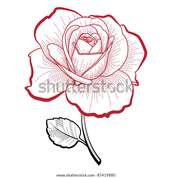 Illustration Hand Drawing Rose Print Design Stock Vector (Royalty Free ...